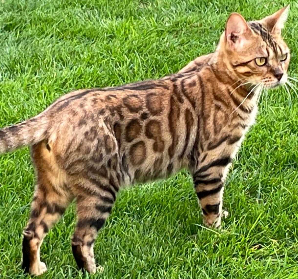 TASSO-Suche in 79258 Hartheim am Rhein: RAYA CATRINA