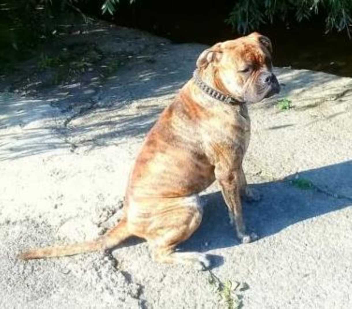 TASSO-Suche in 35576 Wetzlar: AARON