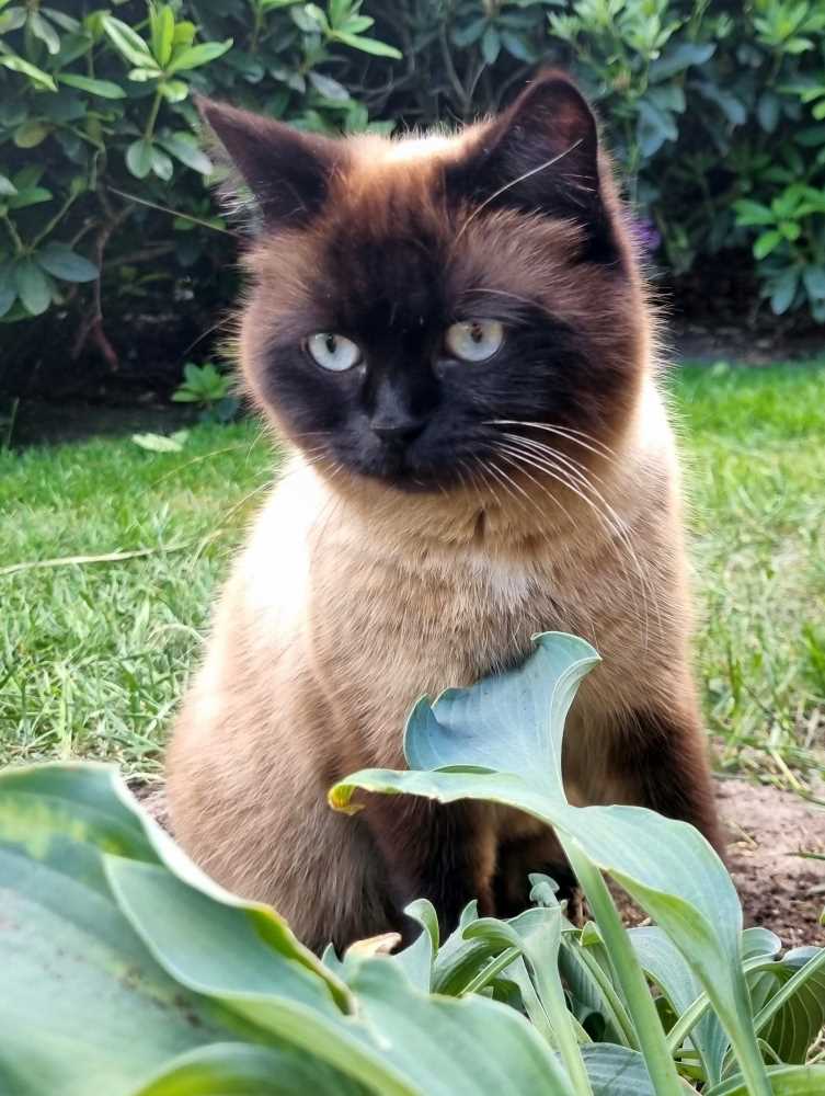 TASSO-Suche in 26160 Bad Zwischenahn: ELSA