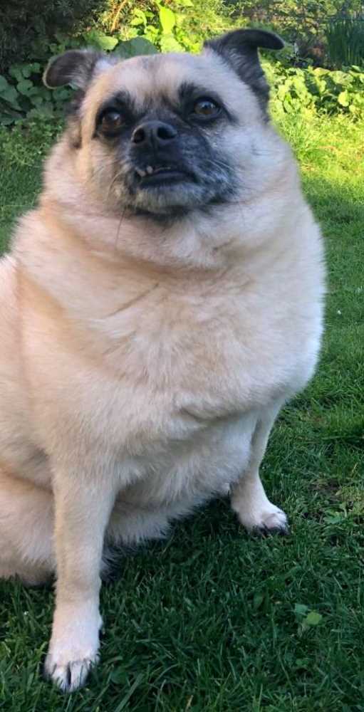 TASSO-Suche in 80797 München: BLOMMIE