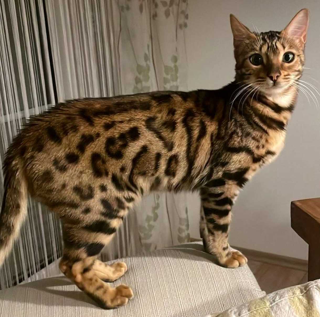 TASSO-Suche in 86399 Bobingen: BONNIE